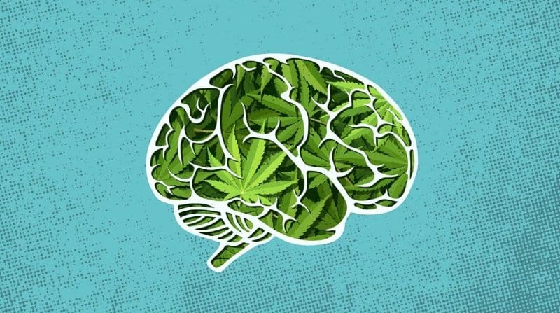 Does CBD Get You High: A Review of The Effects of Cannabinoids