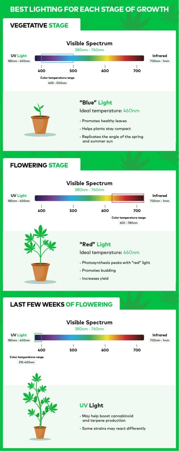 Best LED Grow Lights For Indoor Marijuana Plants - American Marijuana