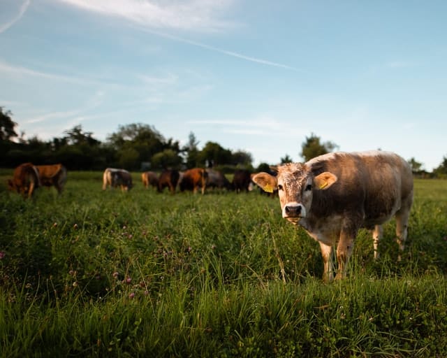 New Study: Hemp Helps Cows Chill Out Too - American Marijuana