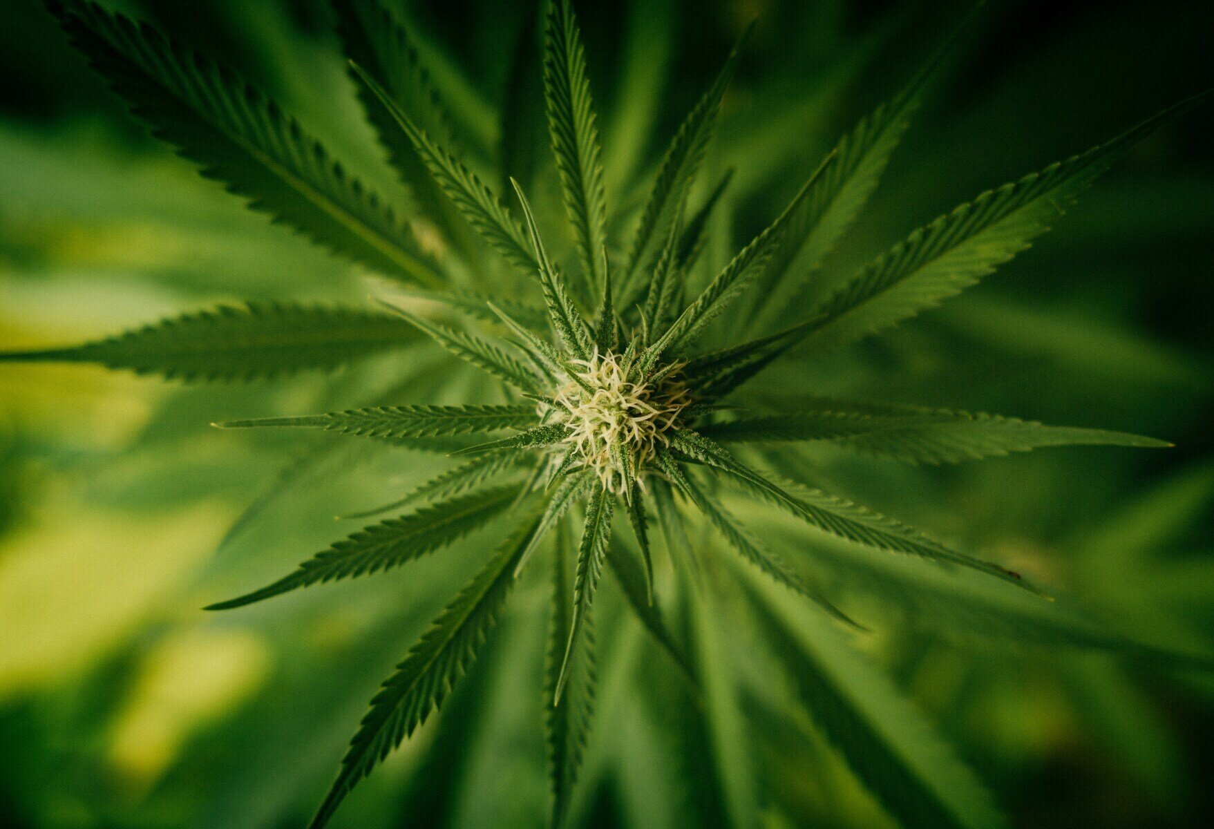 What Is THC? Effects, Uses, Benefits & Safety Info