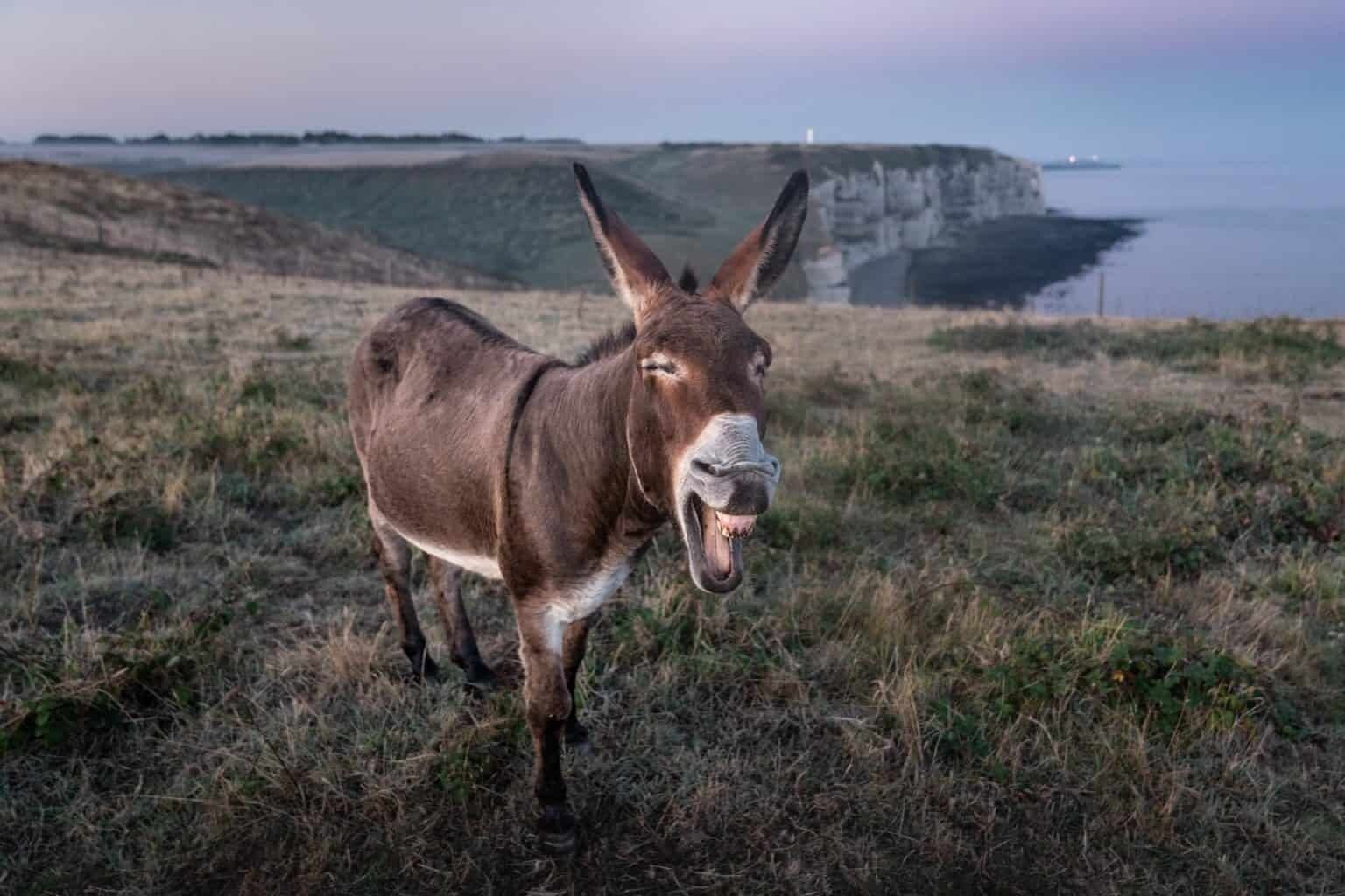 New Study Reveals What Happens When Donkeys Get High | News