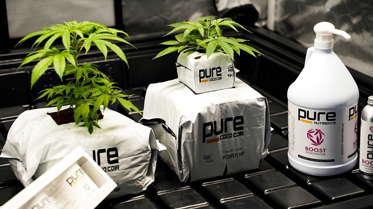 Top Marijuana Grow Boxes for Indoor Cultivation
