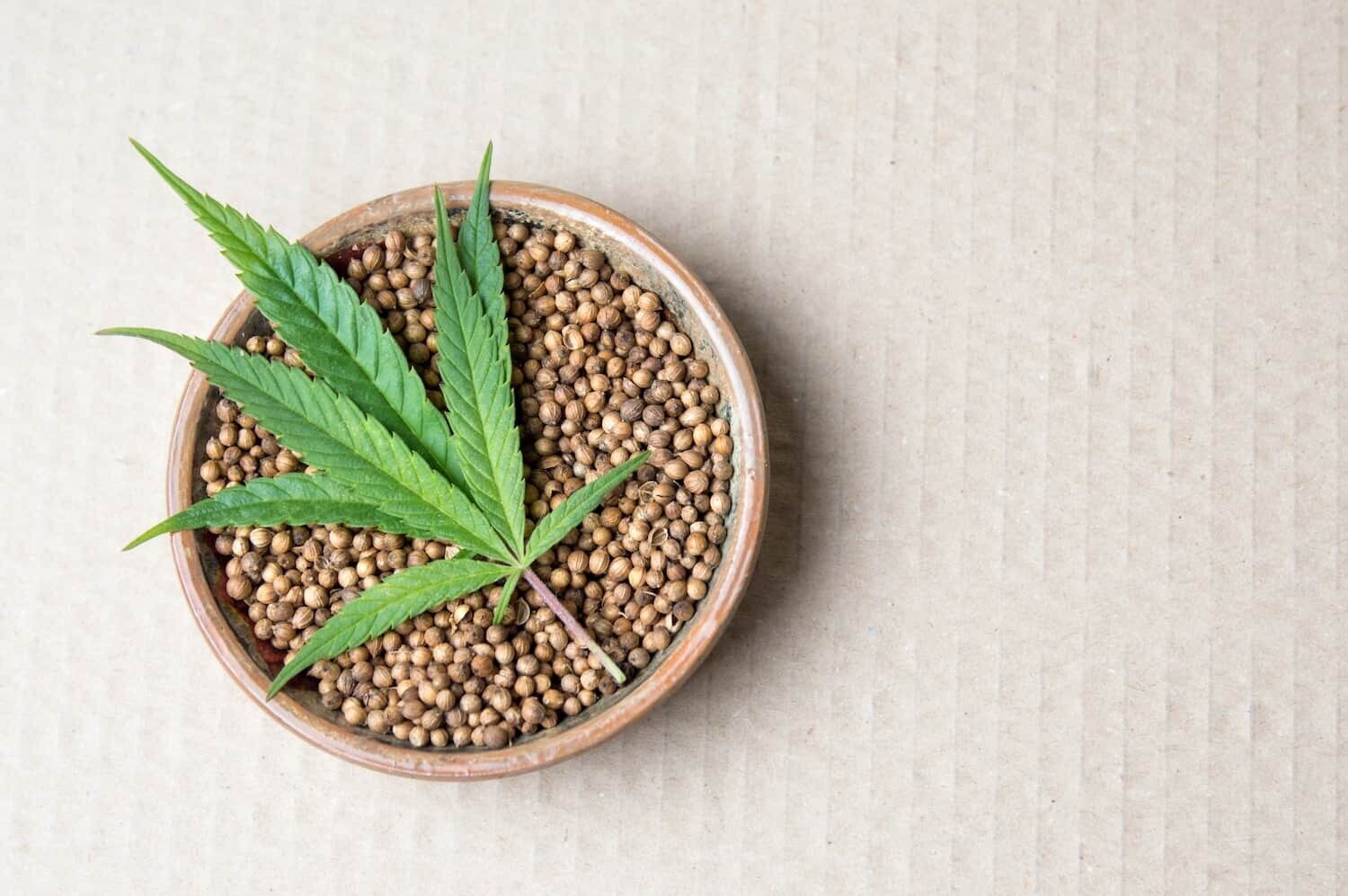 Best Marijuana Seed Banks in the USA: Top 10 for 2026