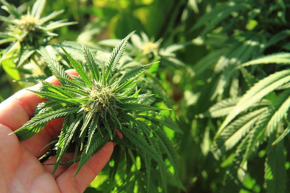 The Ultimate Marijuana Plant Growing Guide in 2025